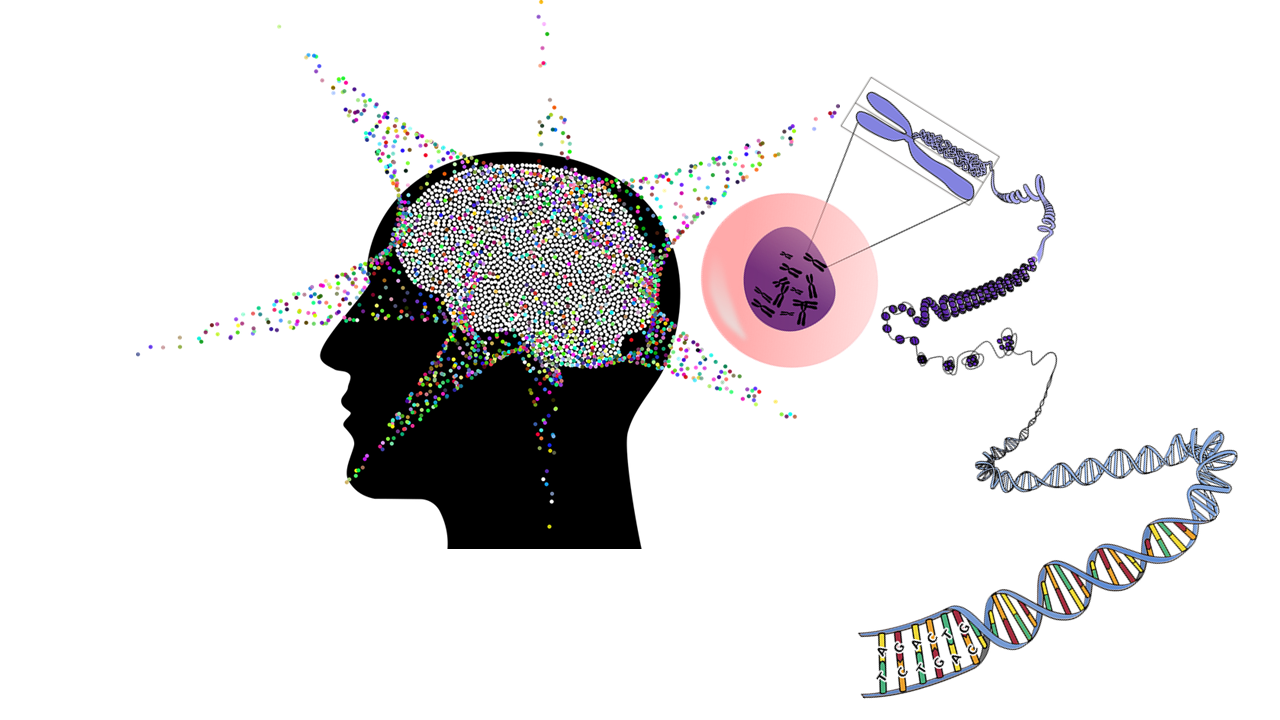Evolutionary Origin of Psychosis and Imagination in Humans