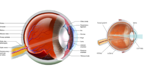 How Myopia Shaped Human Evolution