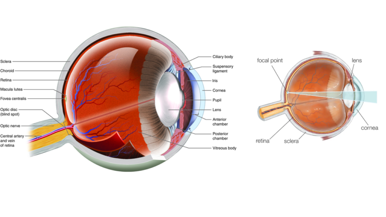 How Myopia Shaped Human Evolution
